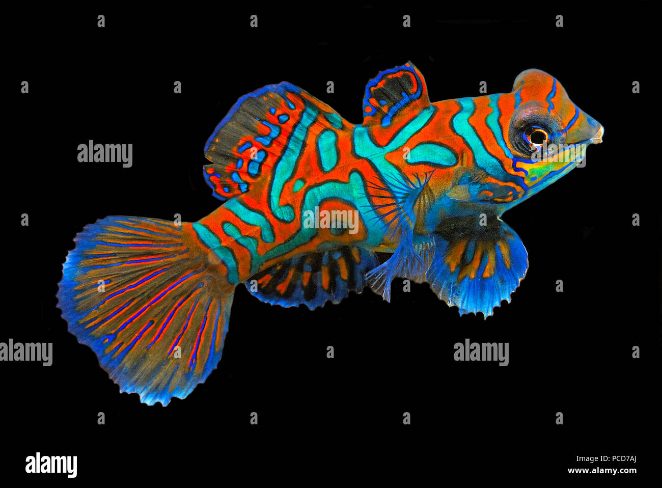 Poisson mandarin philippines Banque de photographies et d’images à ...