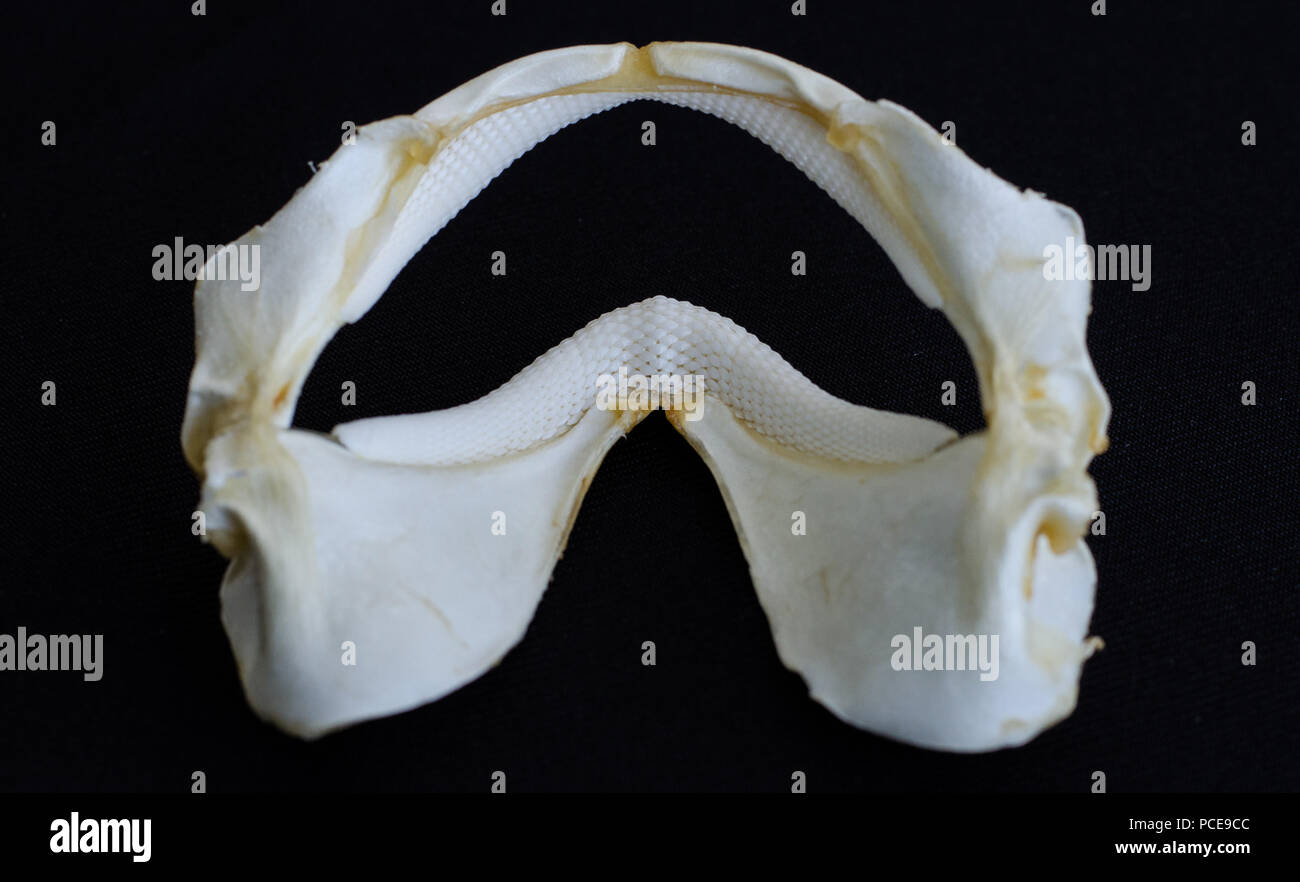 La mâchoire de requin sur fond noir Photo Stock - Alamy