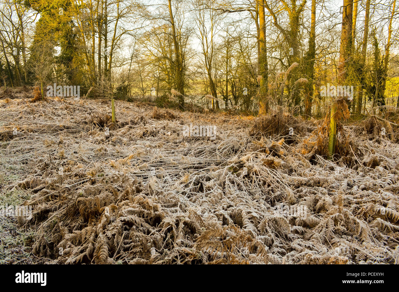 Bromfield shropshire Banque de photographies et d’images à haute ...