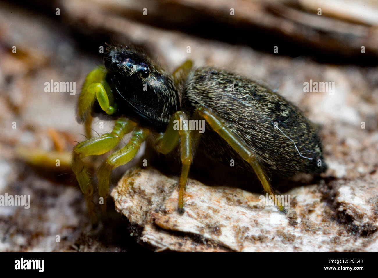 Heliophanus flavipes Banque de photographies et d’images à haute ...
