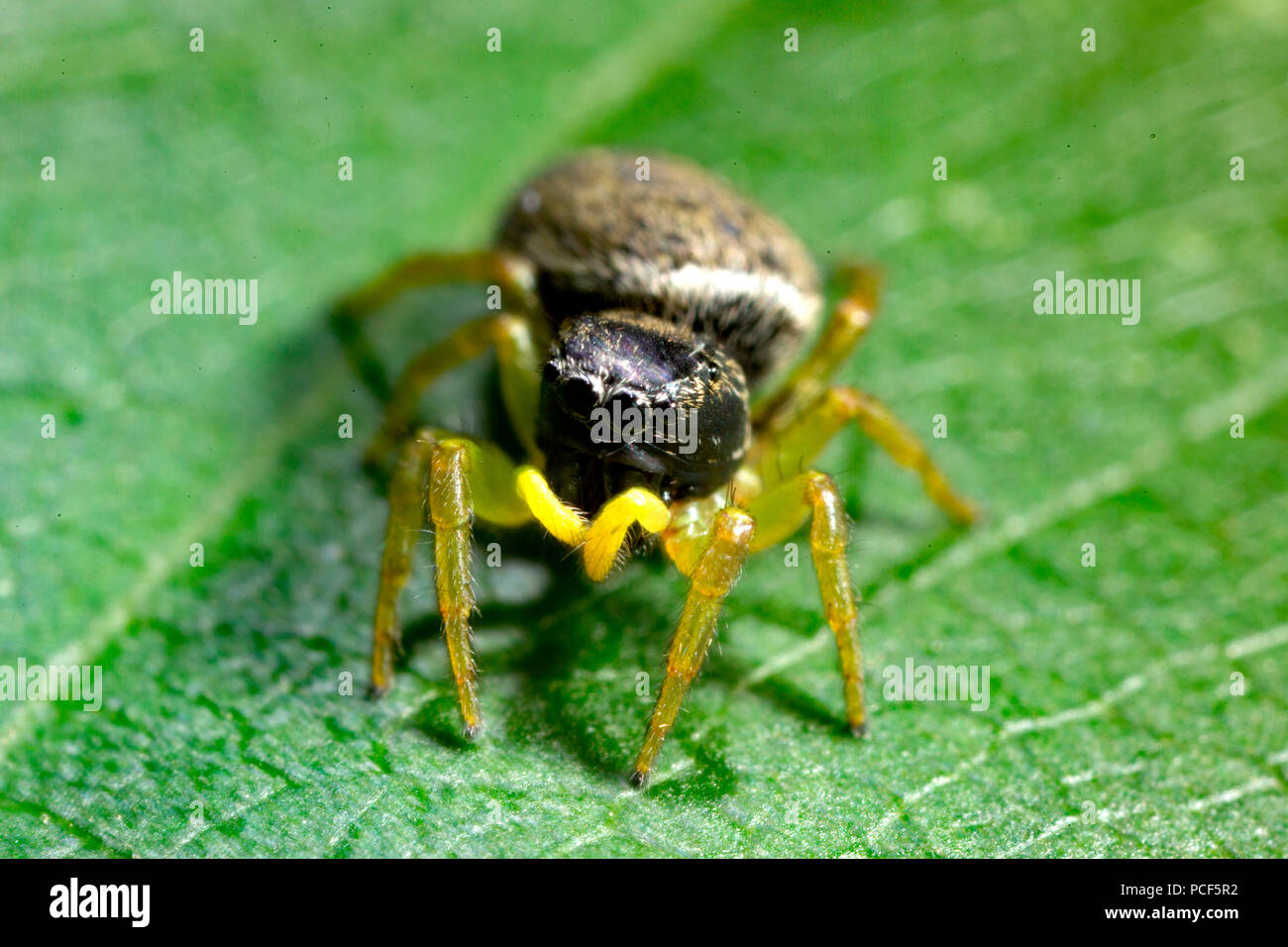 Heliophanus flavipes Banque de photographies et d’images à haute ...