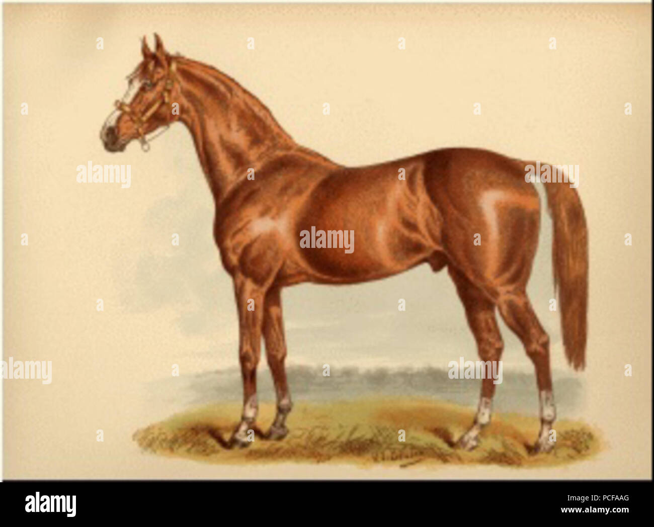 Atlantique 61 (cheval Photo Stock - Alamy