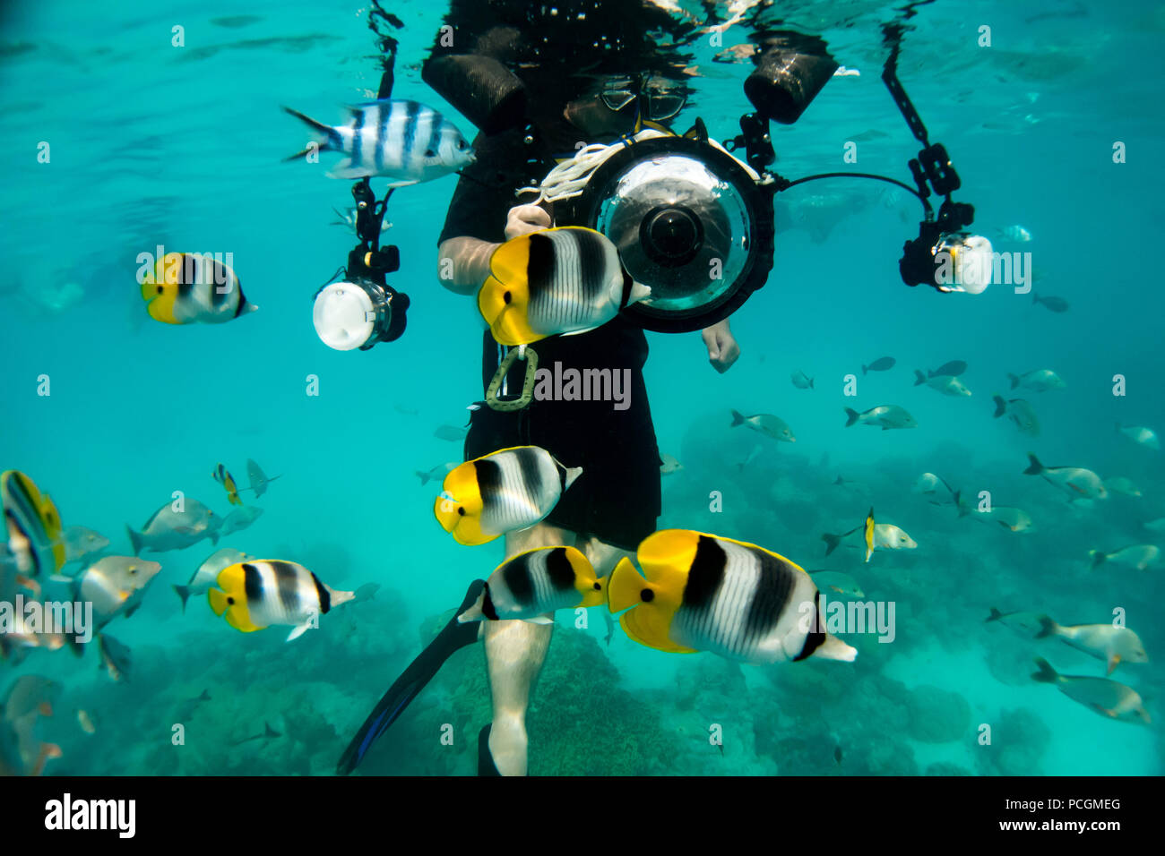 Vie de poisson Banque de photographies et d’images à haute résolution ...