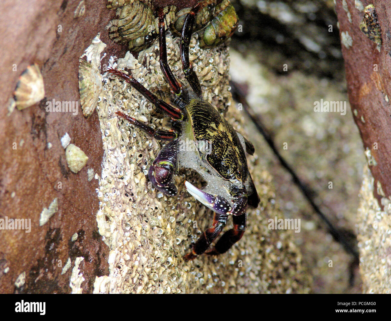 Crabe violet Banque de photographies et d’images à haute résolution - Alamy