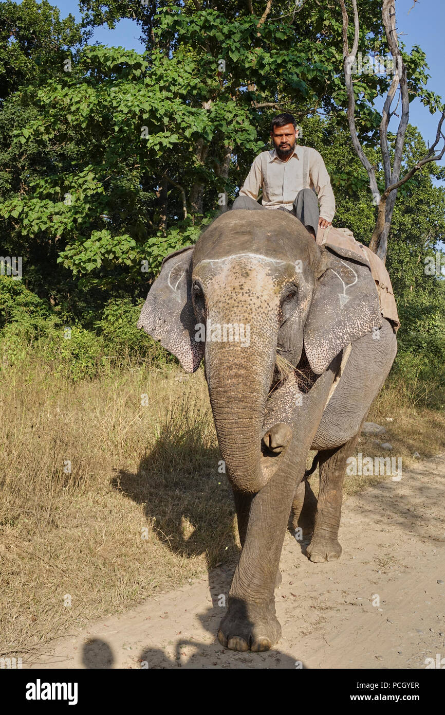 Jim corbett park Banque de photographies et d’images à haute résolution ...