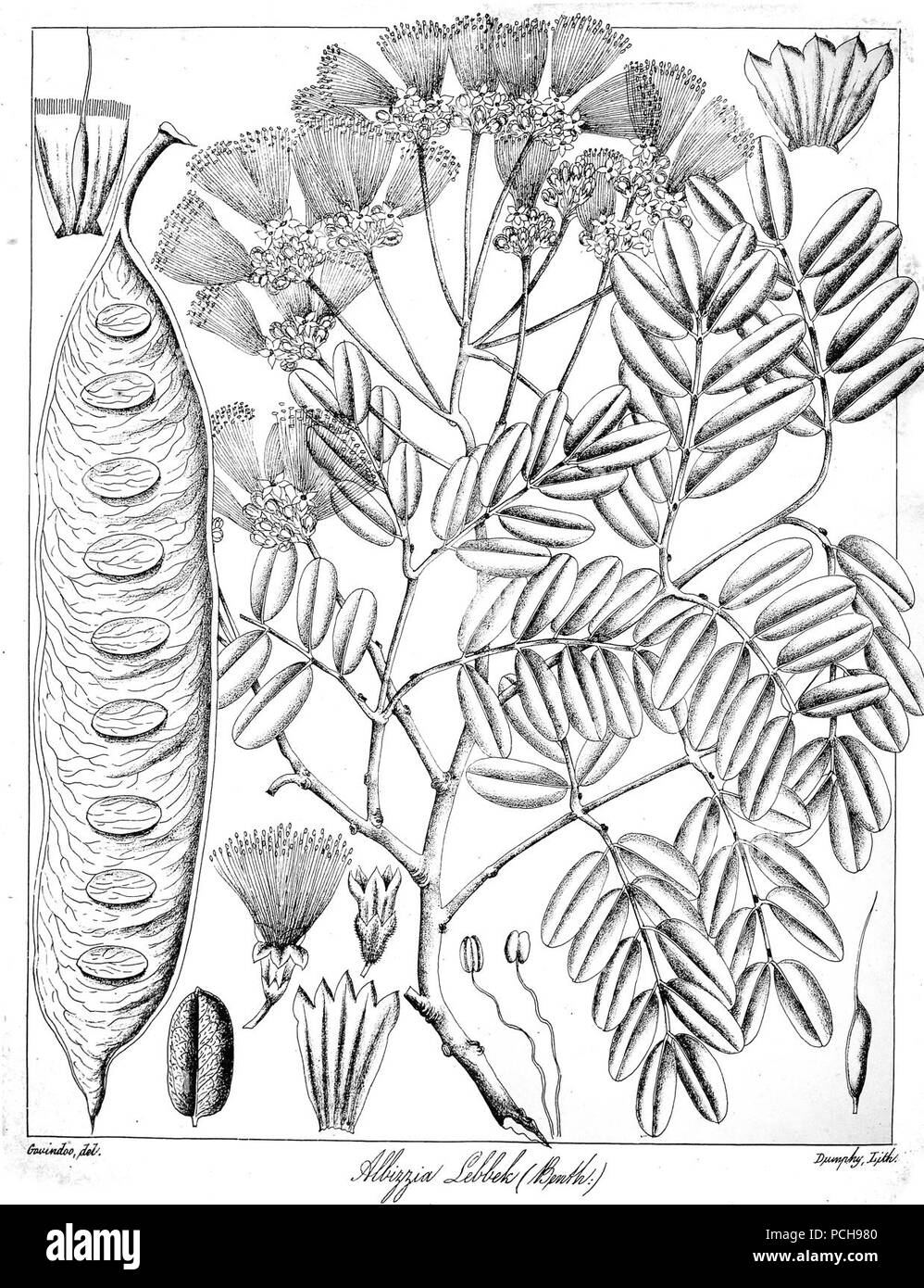 Albizia lebbeck Banque de photographies et d’images à haute résolution ...