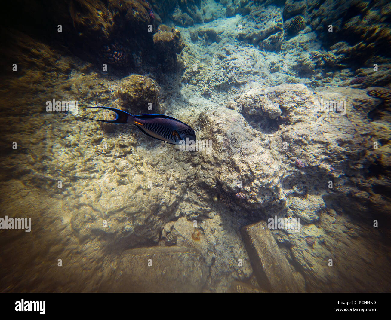 Chirurgien de coraux et de poissons en mer rouge, egypte Banque de ...