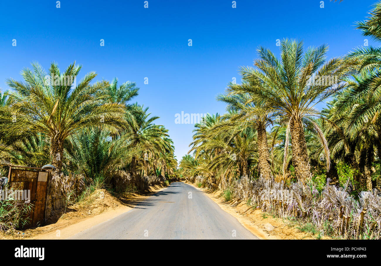 Oasis algérie Banque de photographies et d’images à haute résolution ...