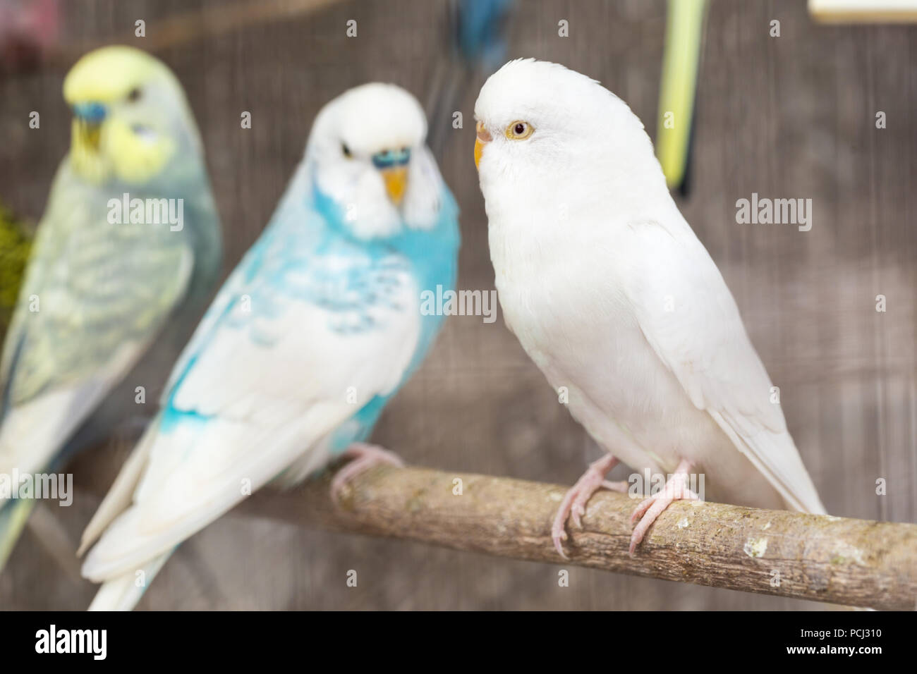Perruche blanche Banque de photographies et d’images à haute résolution ...