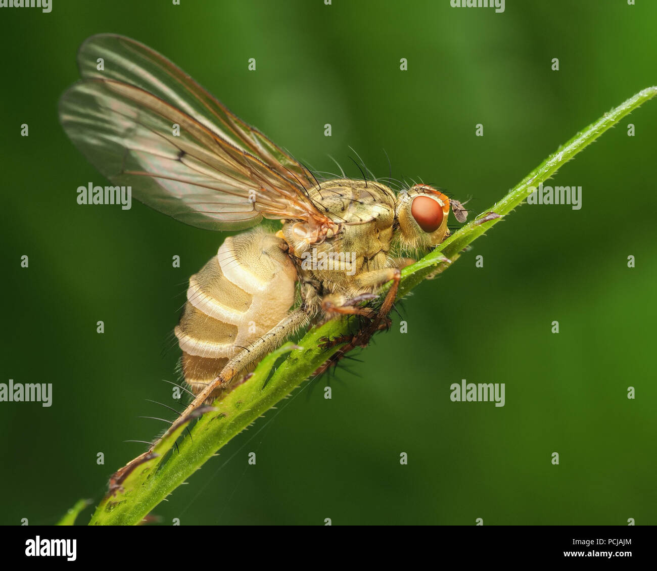 Entomophthora sp Banque de photographies et d’images à haute résolution ...