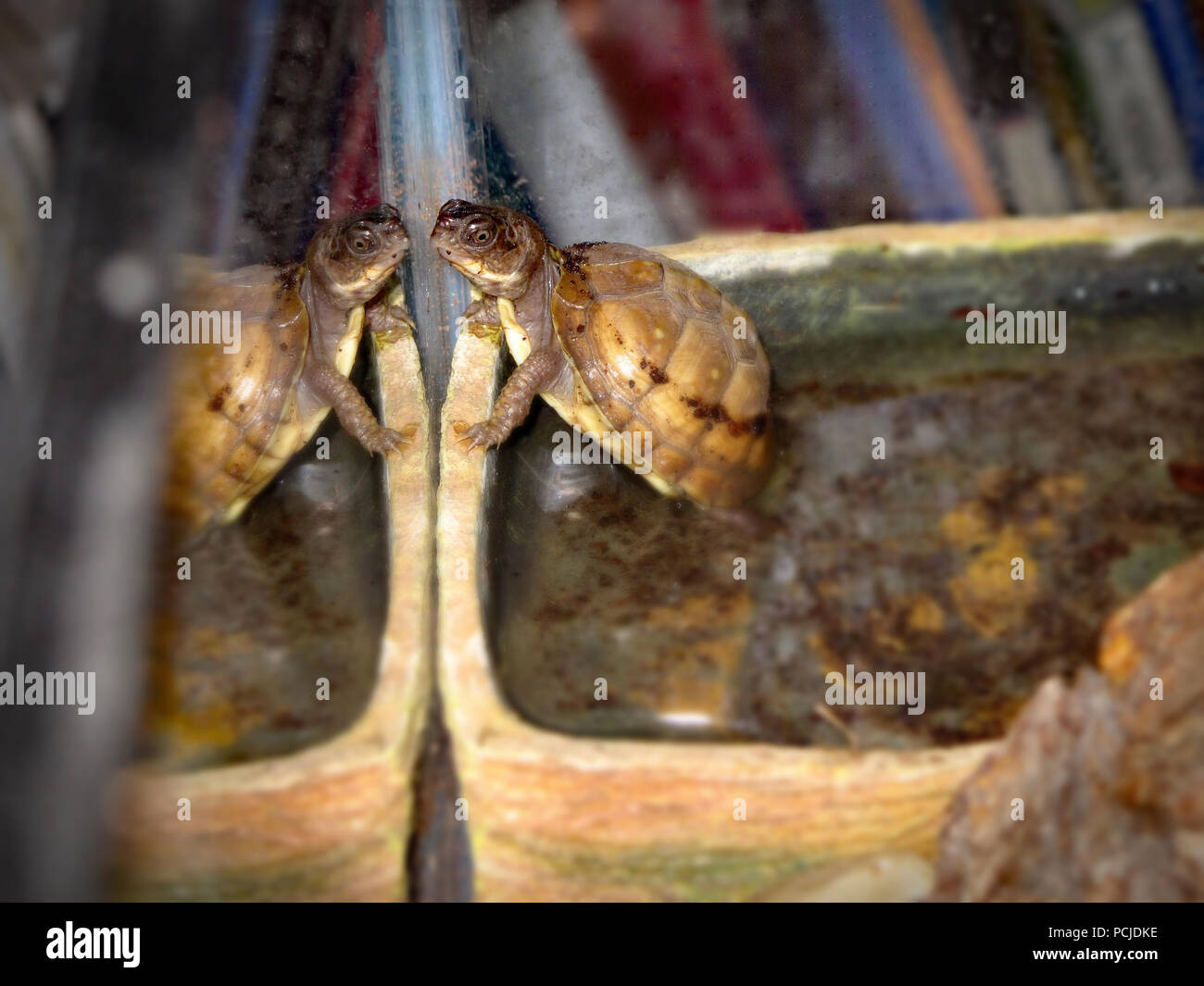 Baby box Banque de photographies et d’images à haute résolution - Alamy