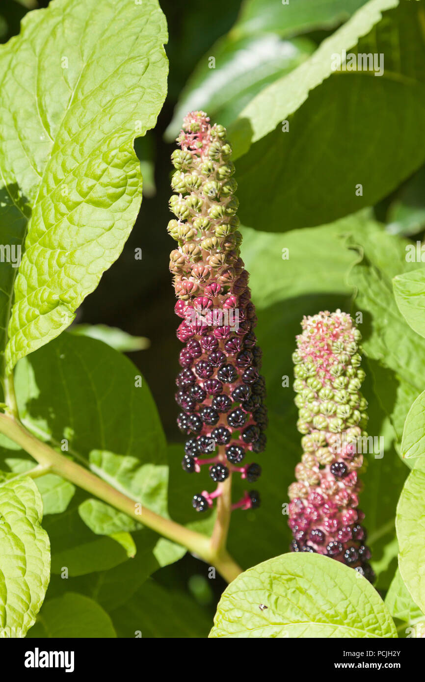 Mauve rouge Banque de photographies et d’images à haute résolution - Alamy