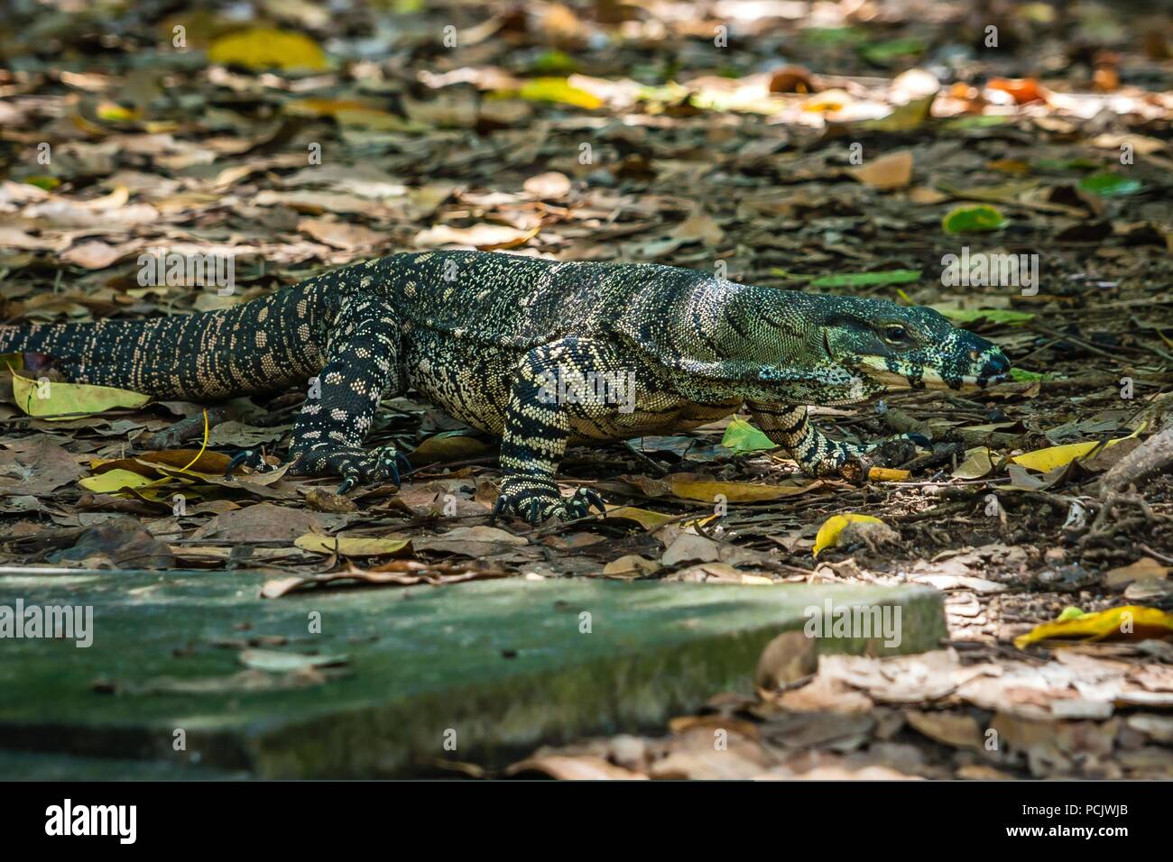 Goanna food Banque de photographies et d’images à haute résolution - Alamy