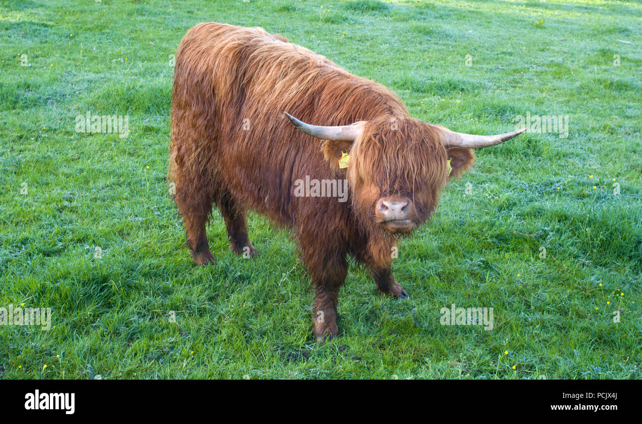 Vache uk Banque de photographies et d’images à haute résolution - Alamy