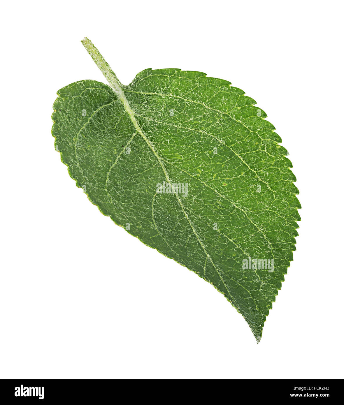 Feuille de pomme Banque de photographies et d’images à haute résolution ...