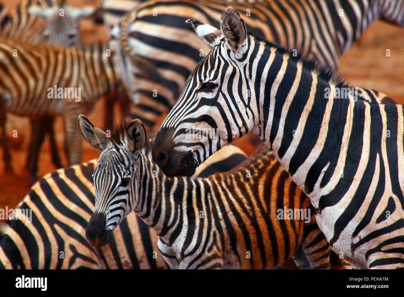 Steppe zebra Banque de photographies et d’images à haute résolution - Alamy