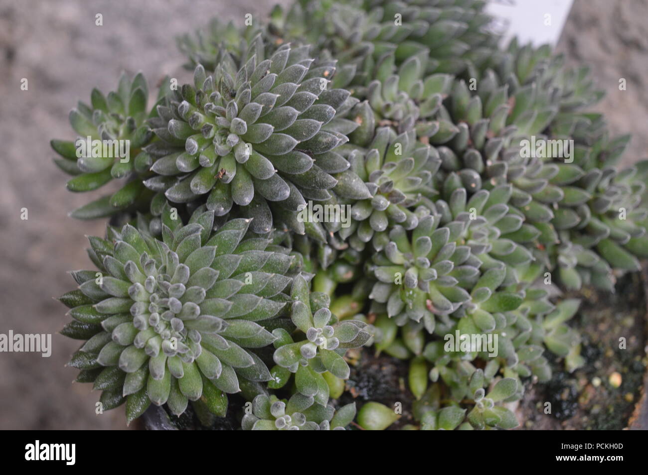 Plantes aizoaceae Banque de photographies et d’images à haute ...