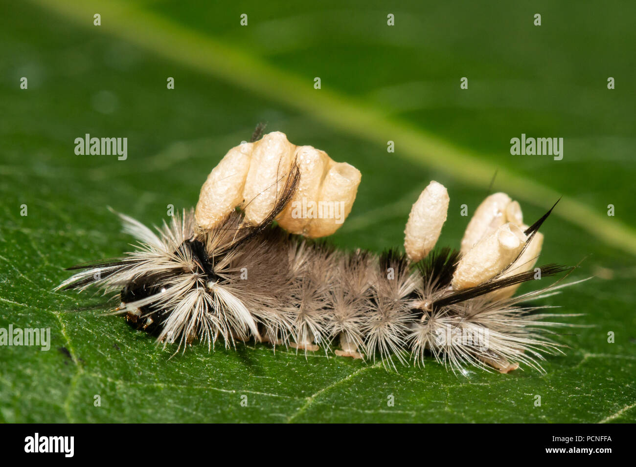 Cocon de guêpe parasite Banque de photographies et d’images à haute ...