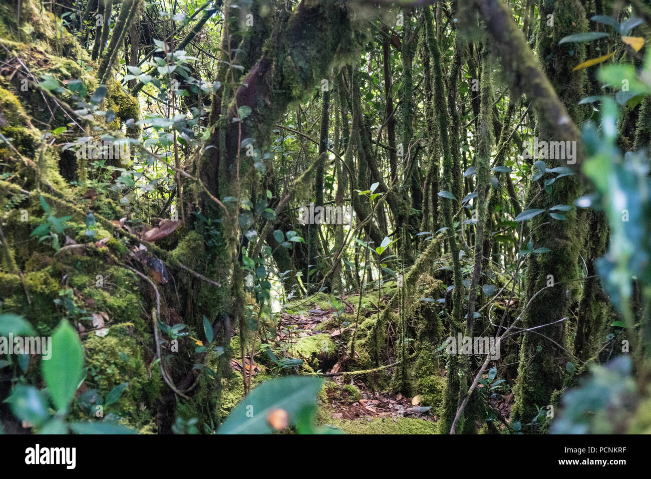 Un sentier dans la jungle Banque d'image et photos - Alamy