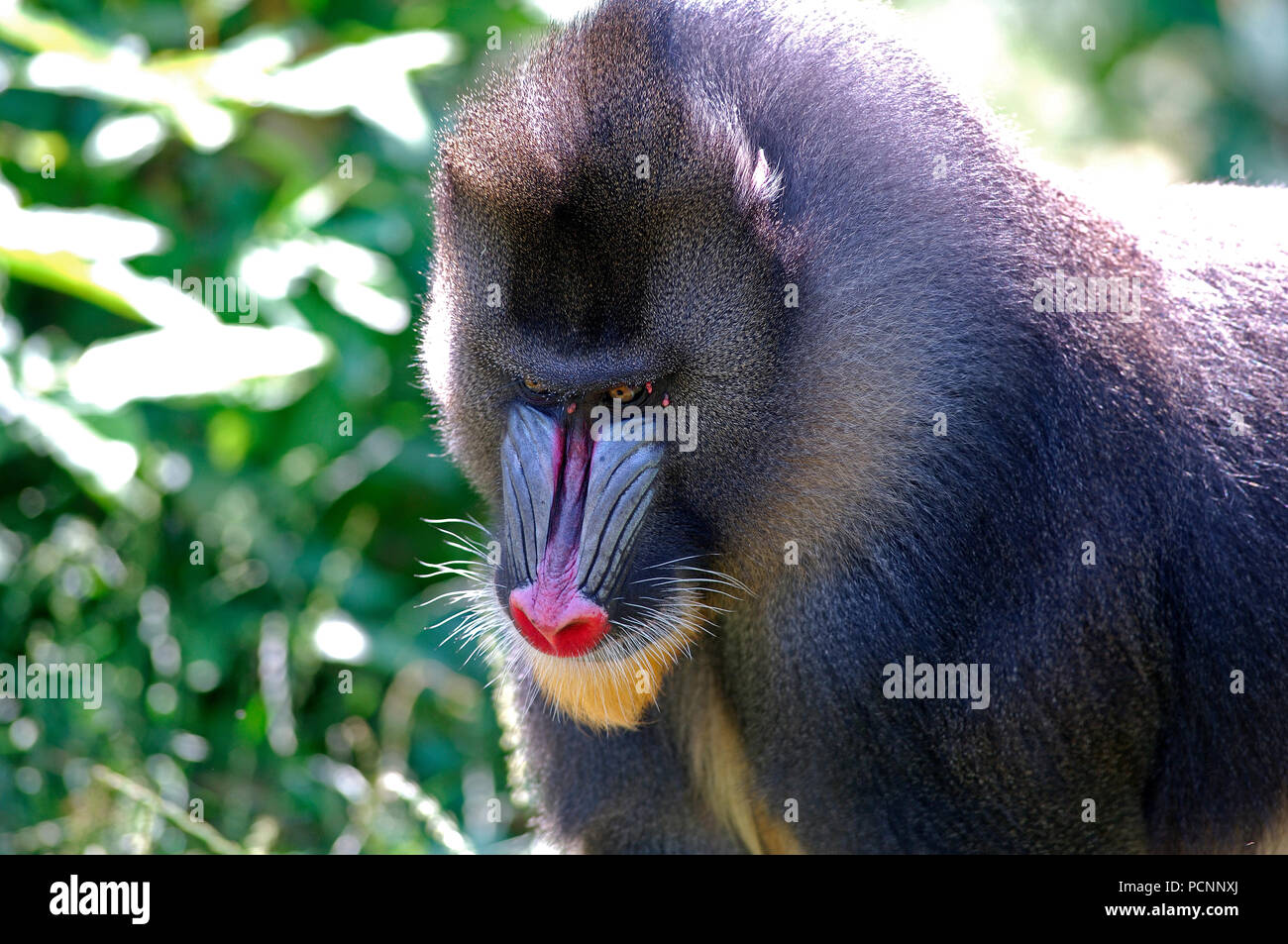 Singe mandrill Banque de photographies et d’images à haute résolution ...