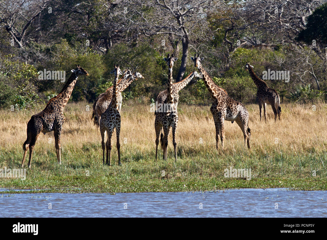 Katuma river Banque de photographies et d’images à haute résolution - Alamy