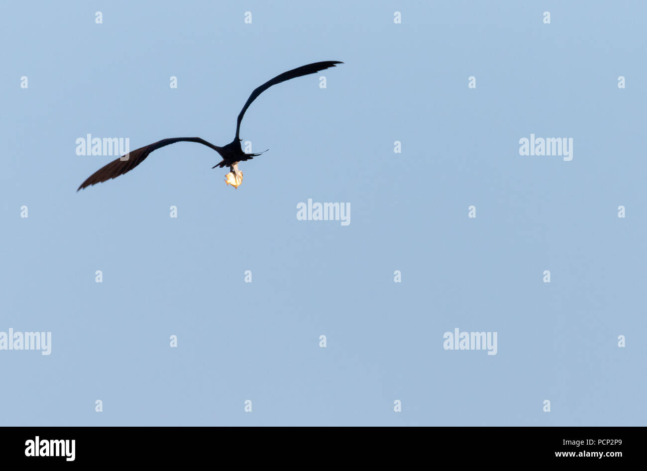 Voler avec un poisson dans son bec Banque de photographies et d’images ...