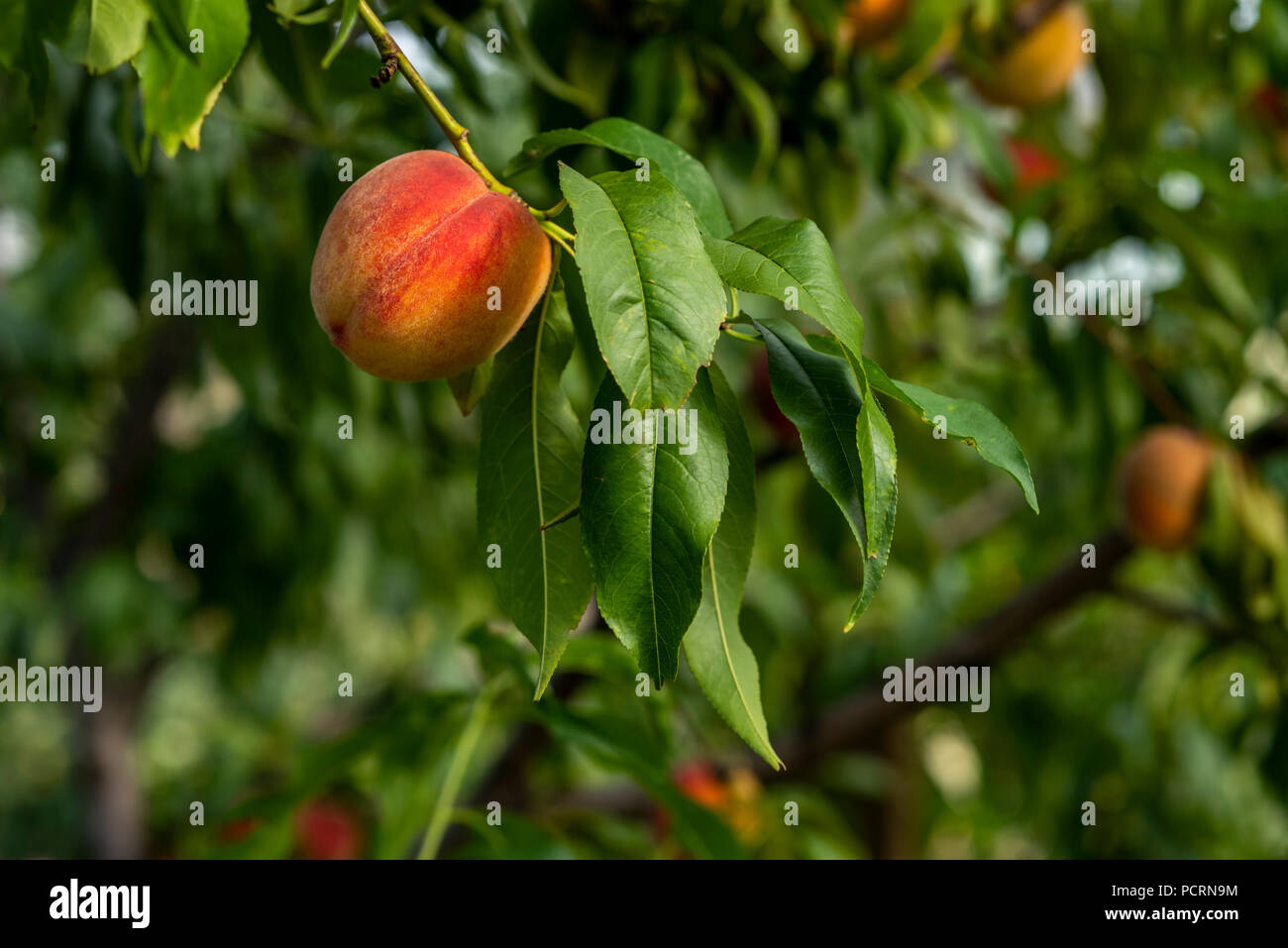 Arbre Fruitier Pour Un Petit Jardin Banque d'image et photos - Alamy