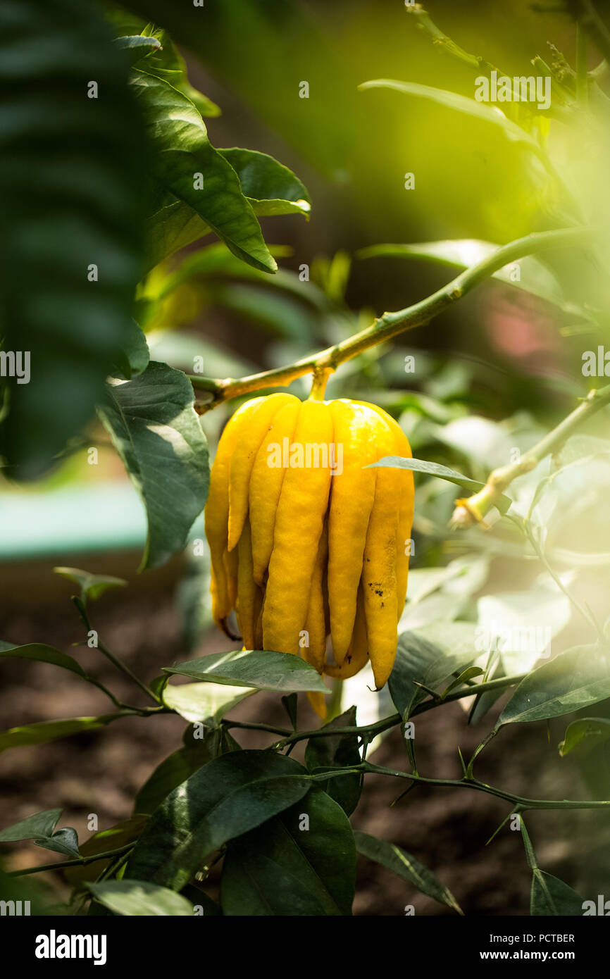 Buddha fruit Banque de photographies et d’images à haute résolution - Alamy