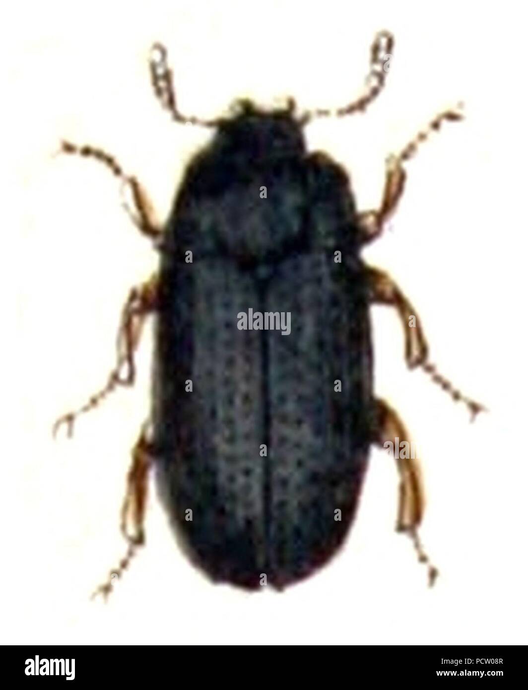 Alphitobius diaperinus Banque de photographies et d’images à haute ...