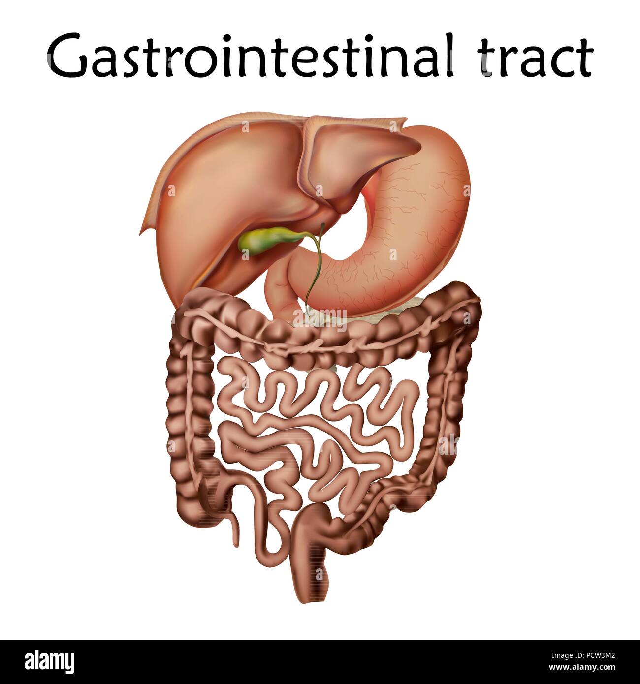 Gastrointestinal system Banque de photographies et d’images à haute ...