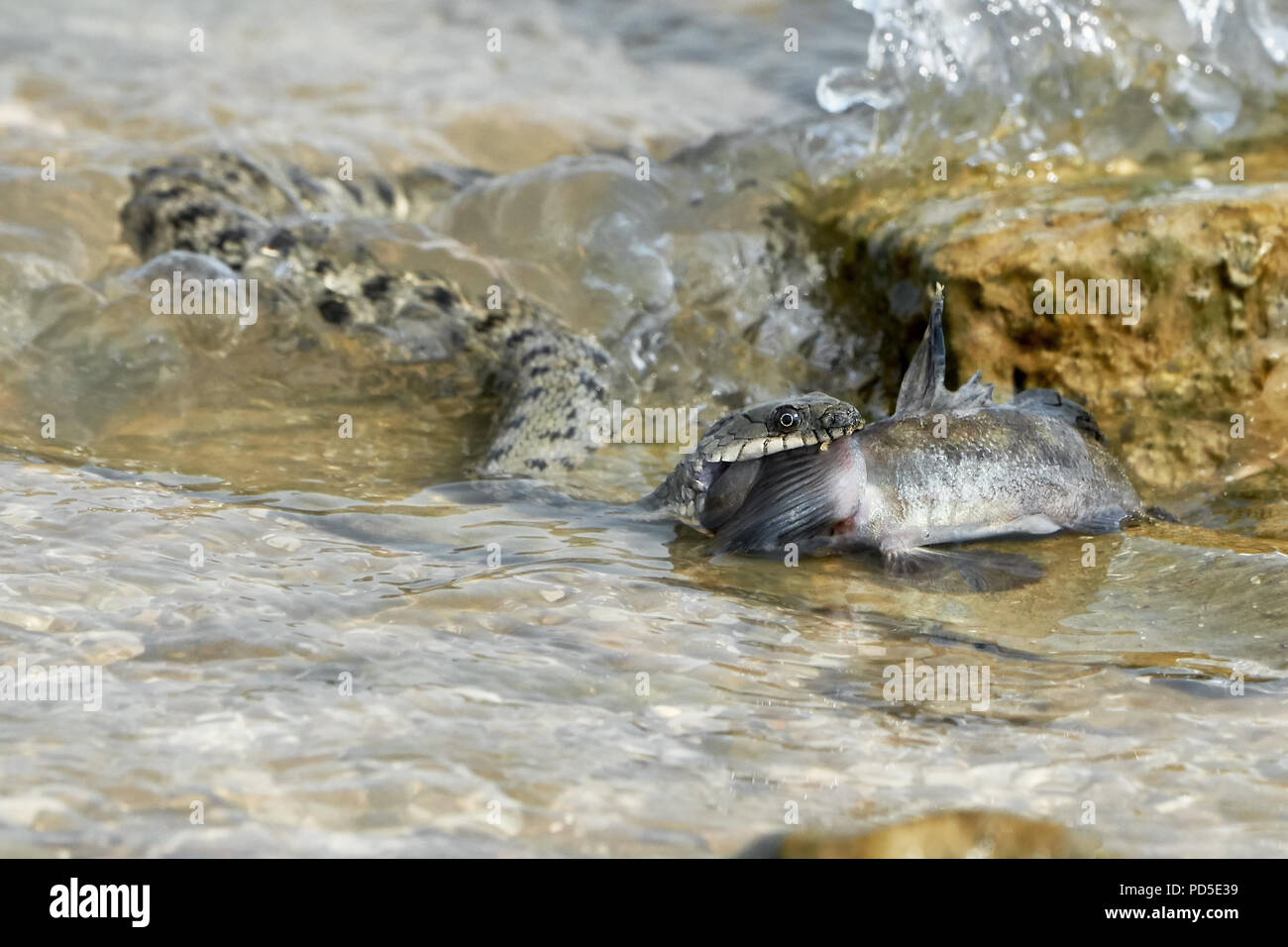 Poisson vipère Banque de photographies et d’images à haute résolution ...