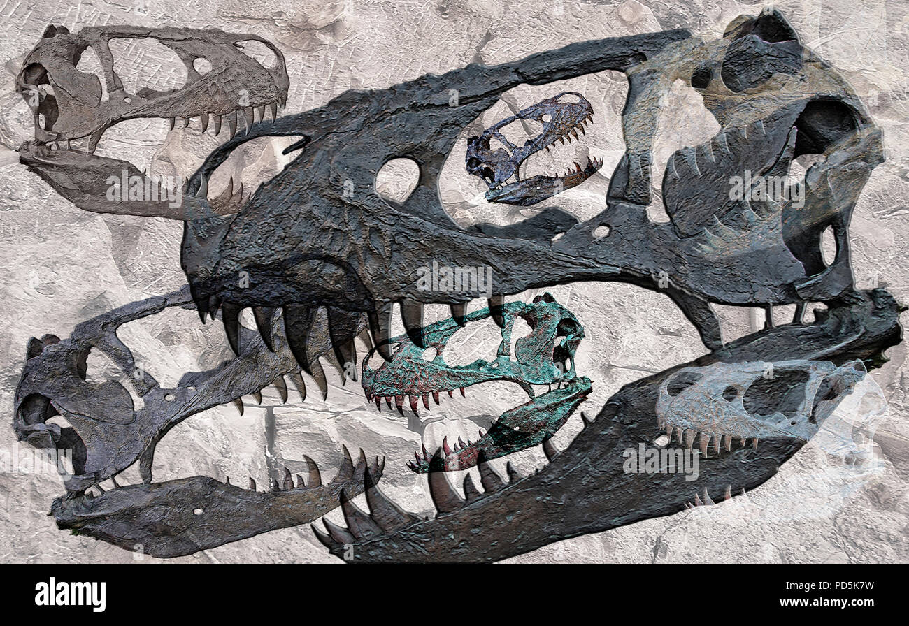 T rex crâne Banque de photographies et d’images à haute résolution - Alamy