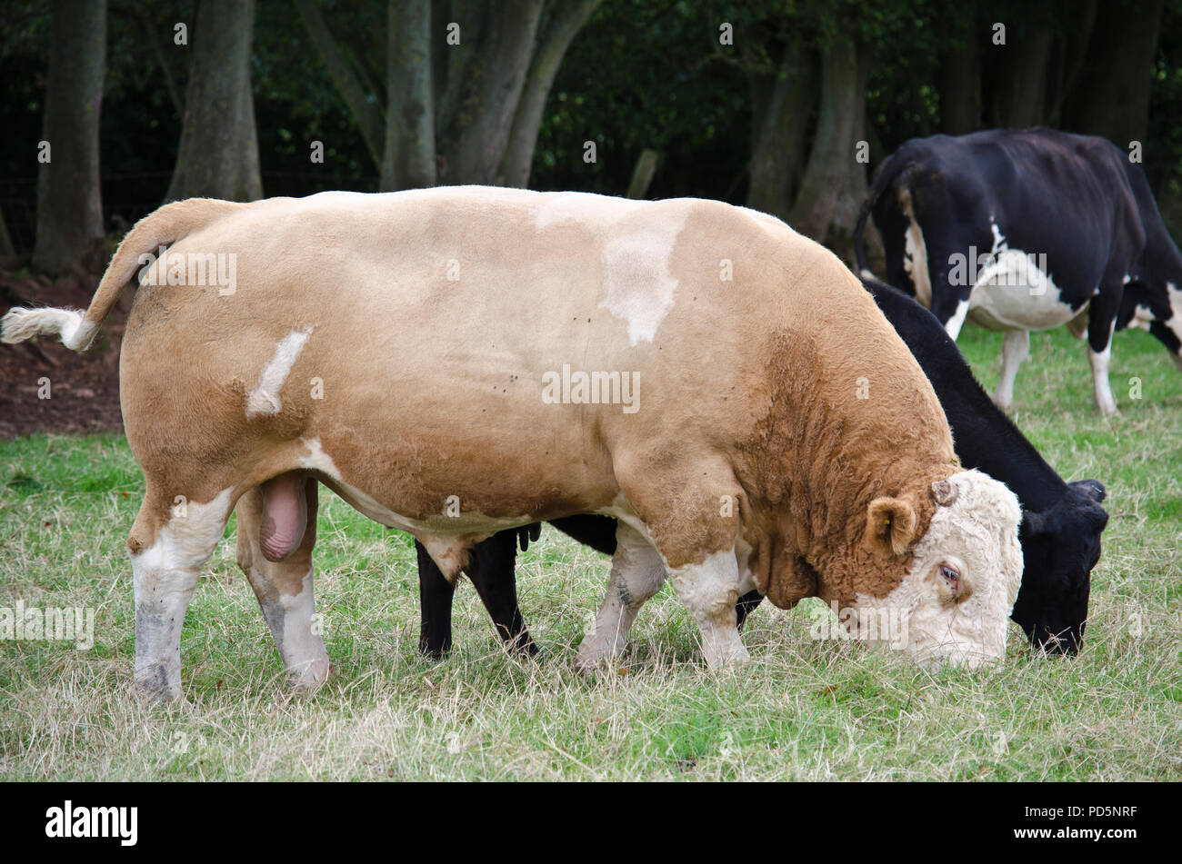 Testicules de taureau Banque de photographies et d’images à haute ...