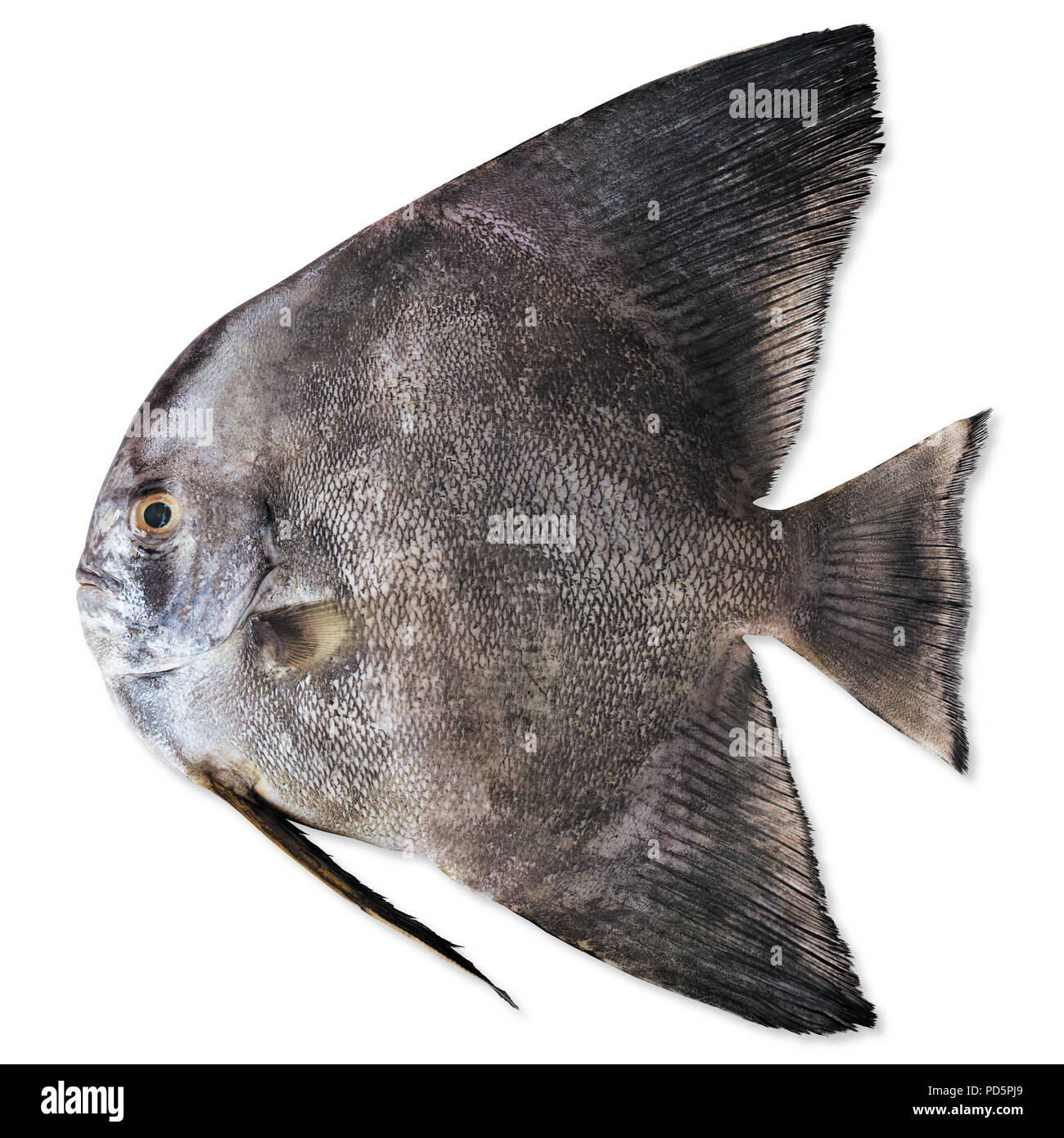 Poisson noir Banque de photographies et d’images à haute résolution - Alamy