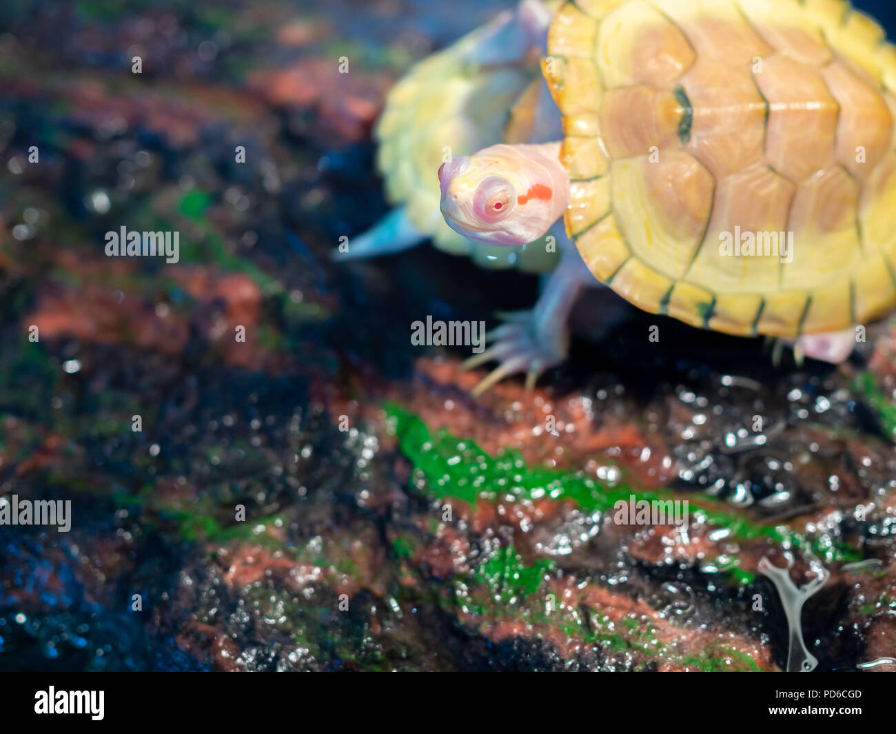 Petite Tortue ou bébé, tortue à oreilles rouge ou rouge-eared terrapin ...