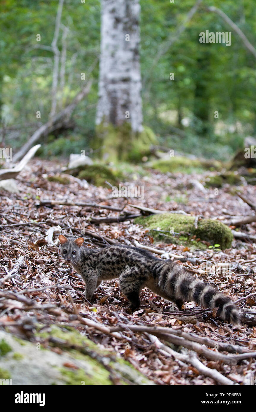 Genet Genetta genetta - France - Genette d'Europe Photo Stock - Alamy