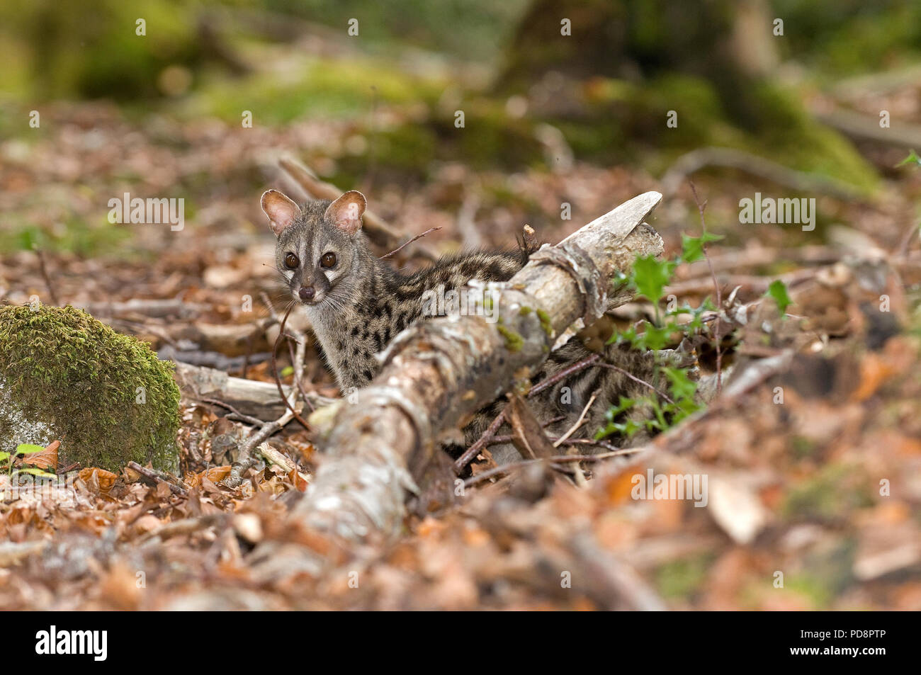 Genet france Banque de photographies et d’images à haute résolution - Alamy