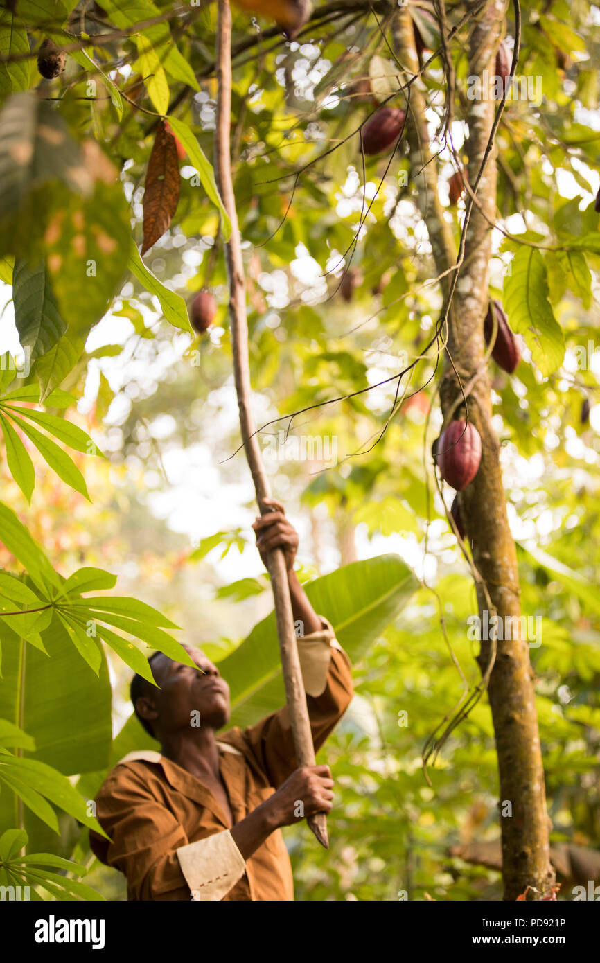 Une fève de cacao harvester utilise une longue perche pour extraire les ...