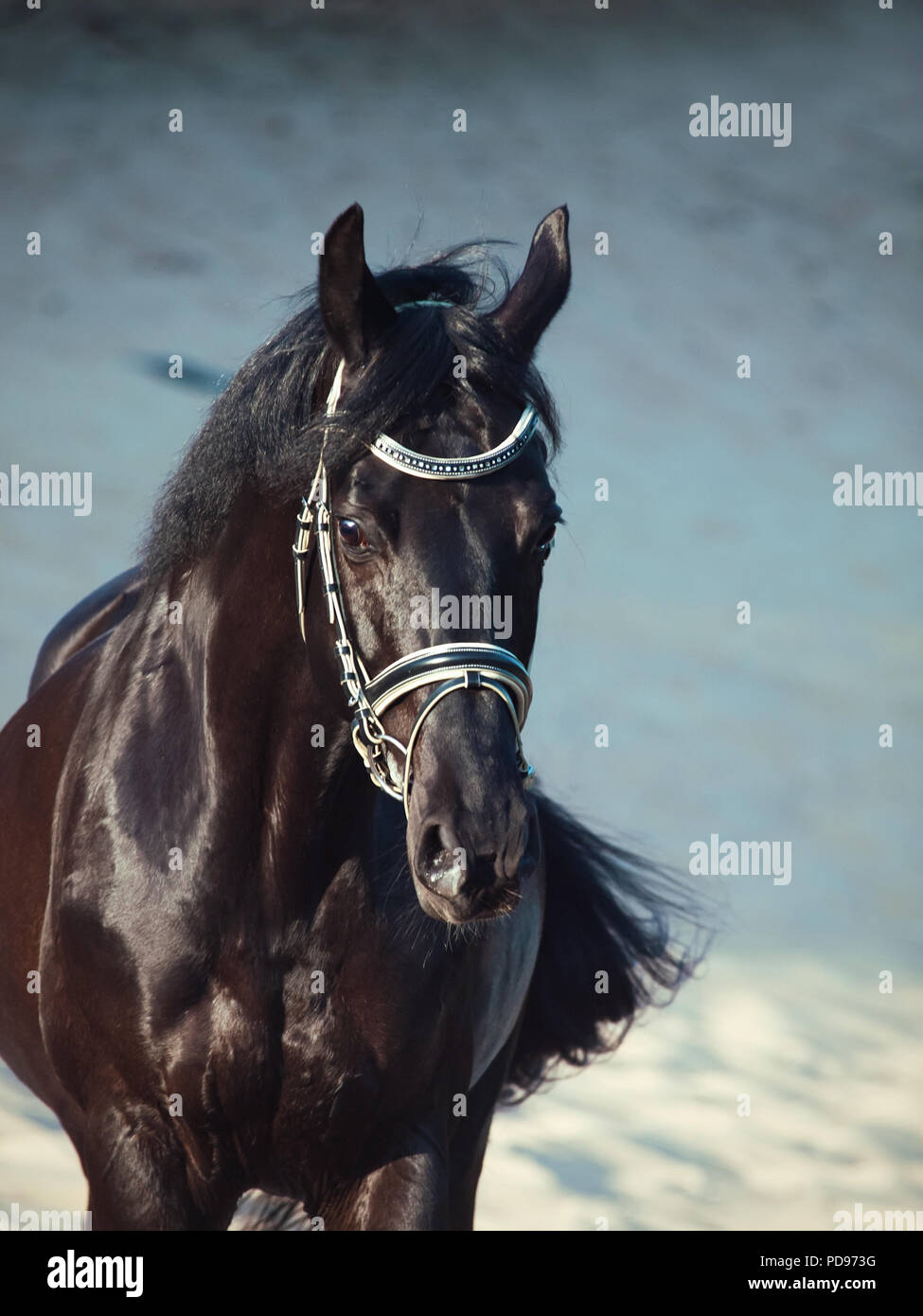 Etalon Noir Banque d'image et photos - Alamy