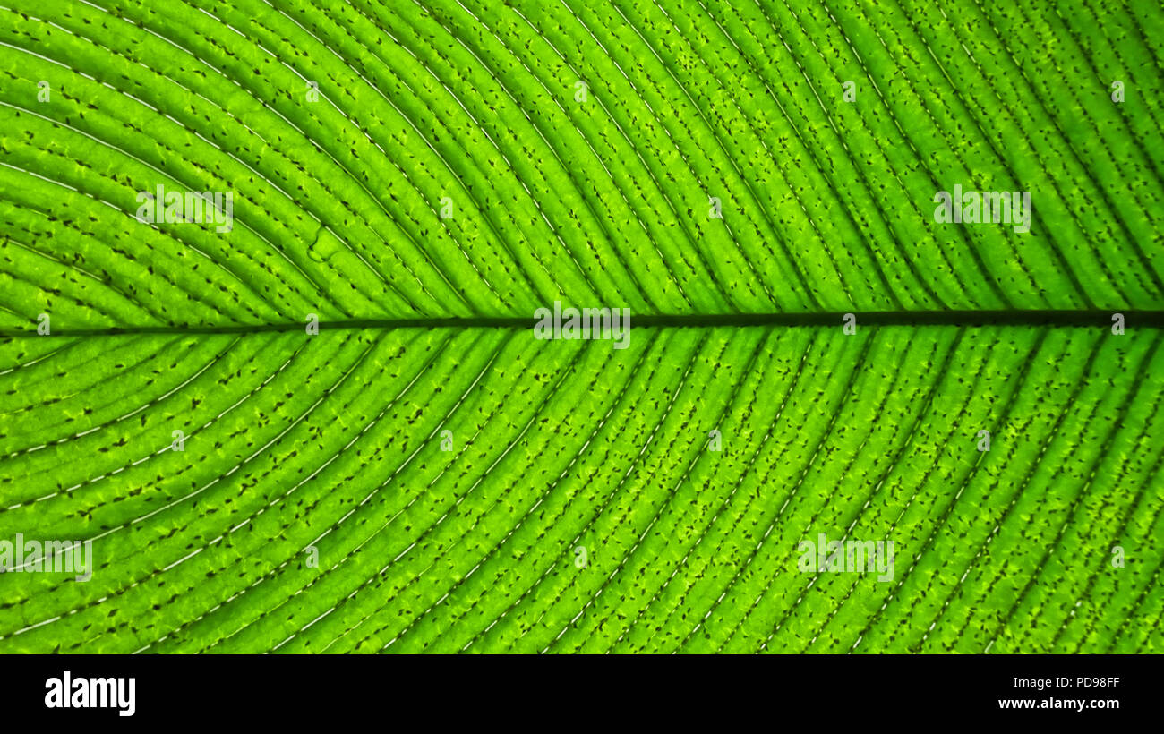 Feuille vert clair Banque de photographies et d’images à haute ...