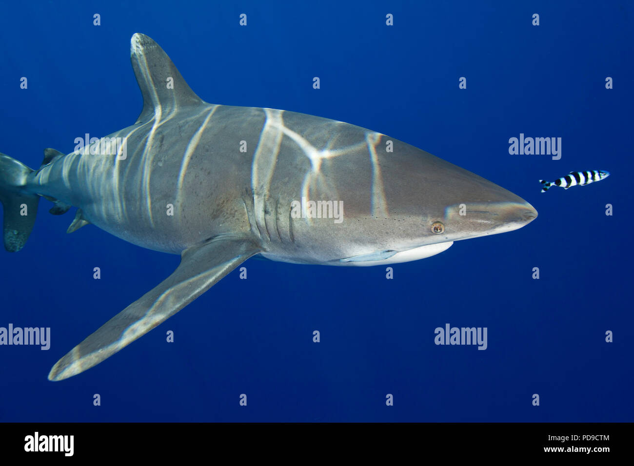 Requin avec poisson pilote Banque de photographies et d’images à haute ...