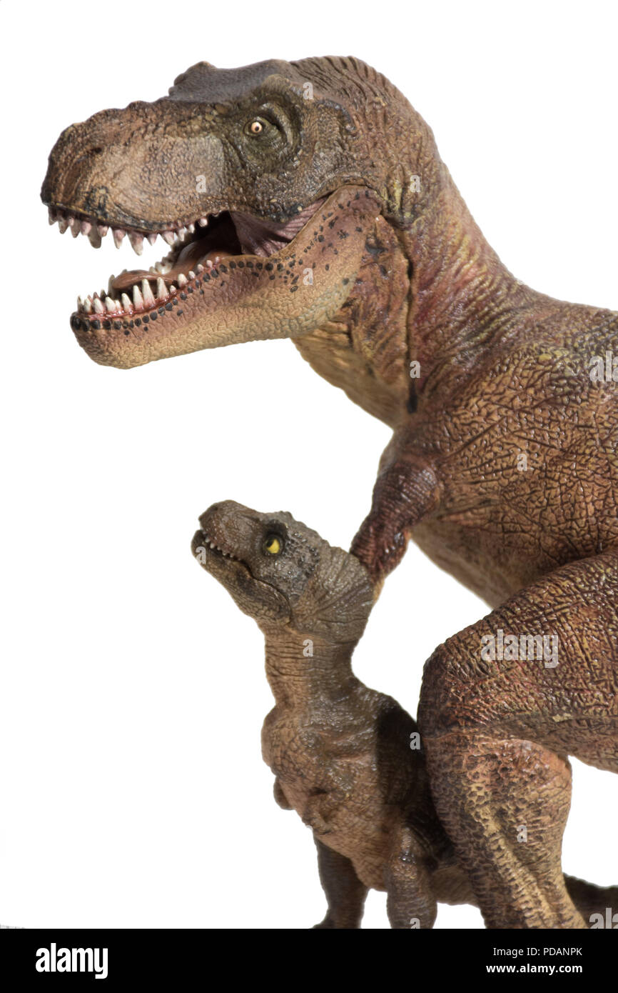 Tyrannosaurus rex avec bébé t-rex isolé sur fond blanc Photo Stock - Alamy