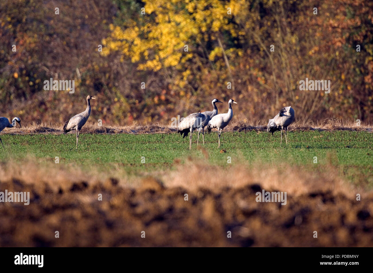 Megalornis grus Banque de photographies et d’images à haute résolution ...