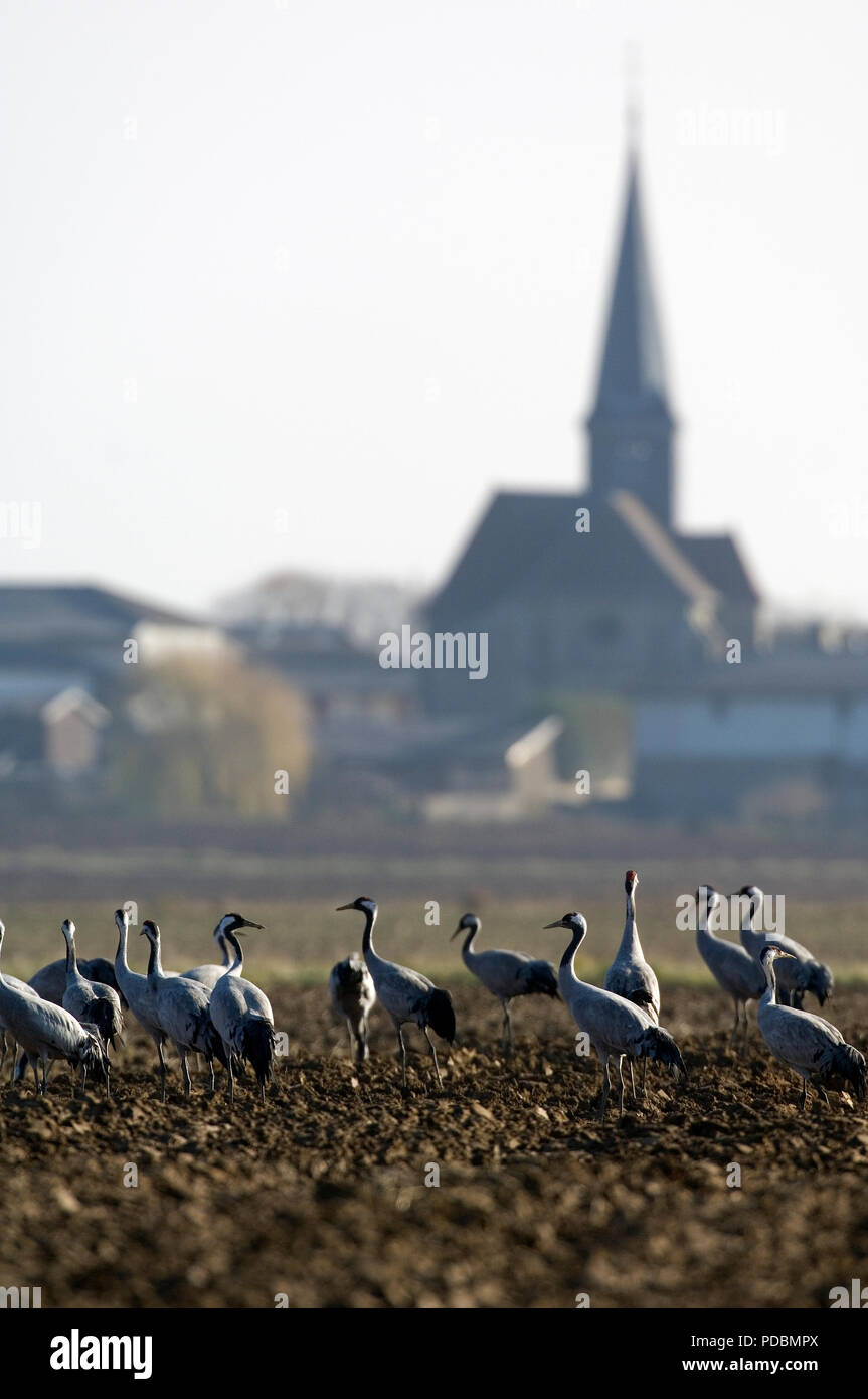 Megalornis grus Banque de photographies et d’images à haute résolution ...