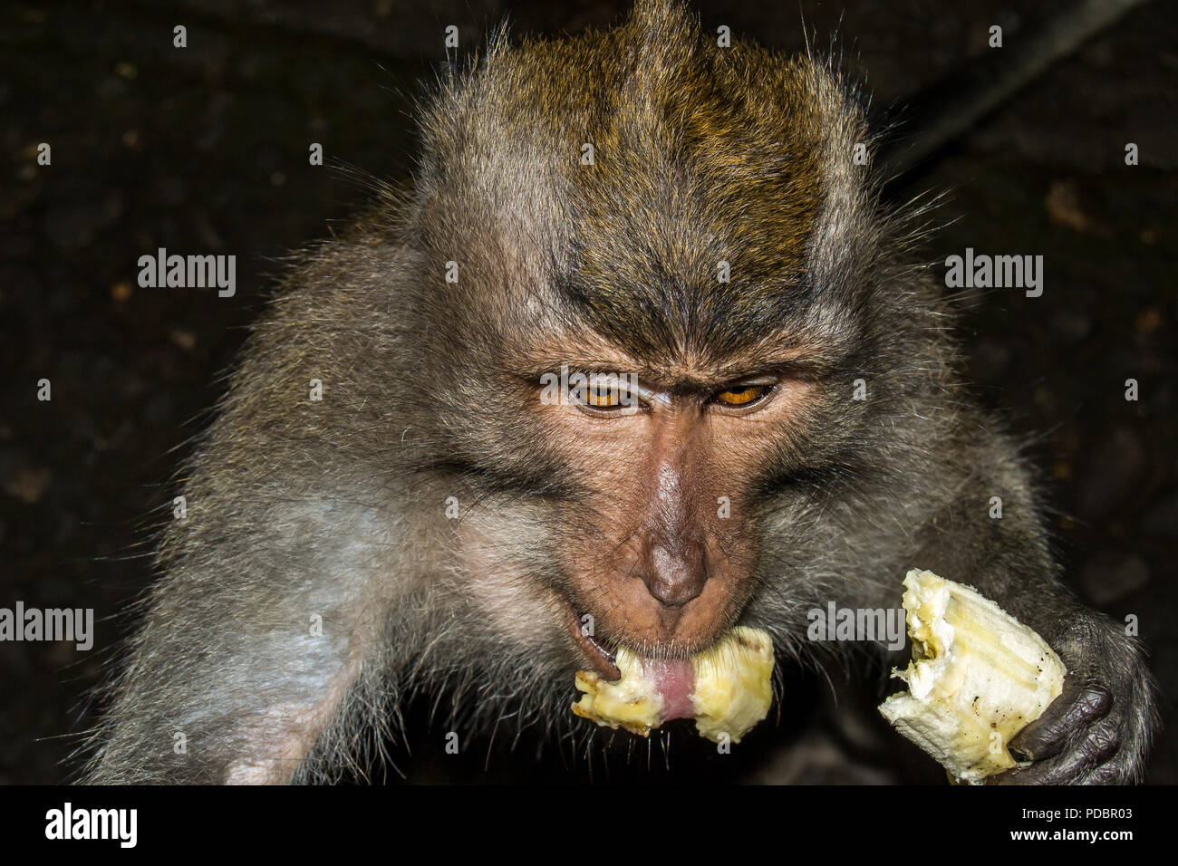 Singe Mangeant Une Banane Banque d'image et photos - Alamy