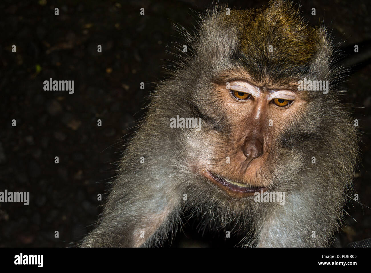 Singe Mangeant Une Banane Banque d'image et photos - Alamy