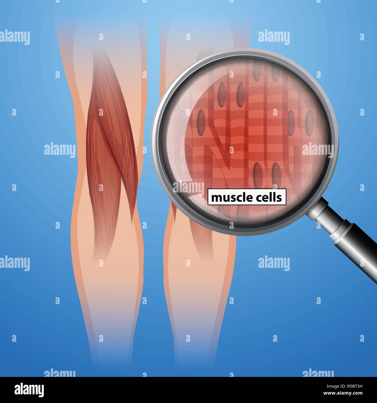 Les cellules musculaires anatomie humaine illustration Image ...