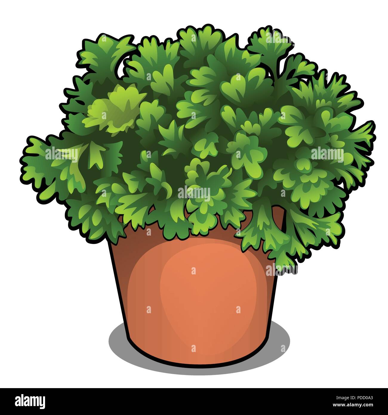 Persil dans une casserole Banque d'images vectorielles - Alamy