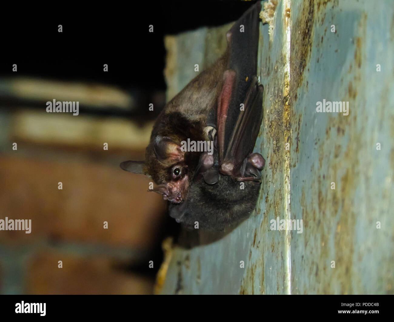 Chauves souris bébé Banque de photographies et d’images à haute ...