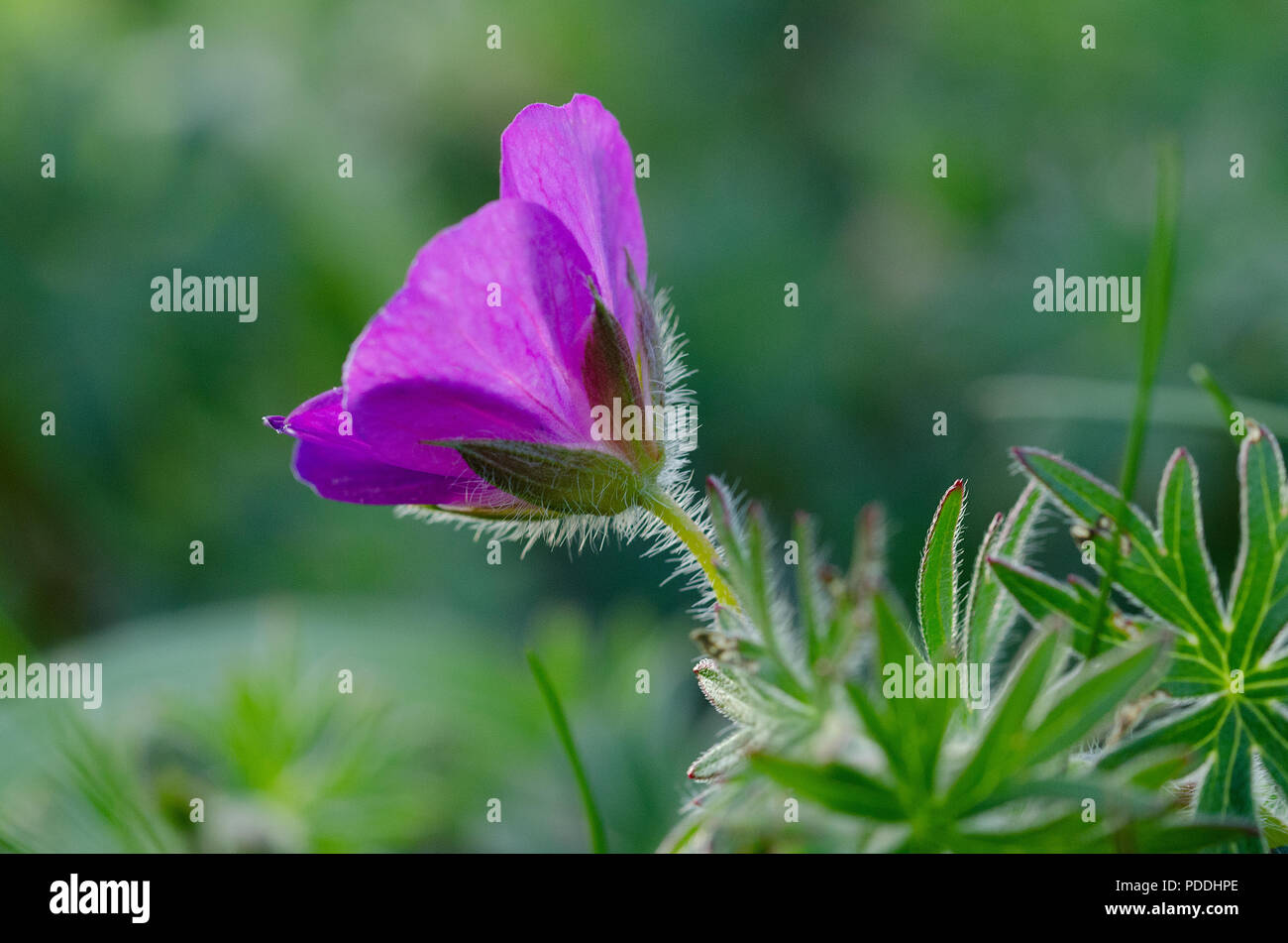 Géranium rouge sang Banque de photographies et d’images à haute ...